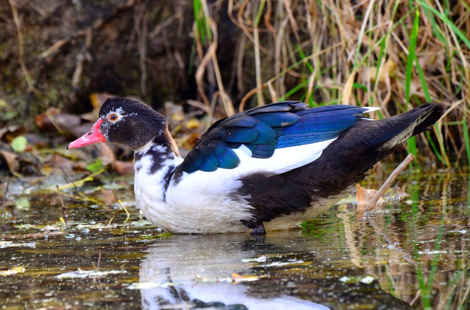 PALMER LAKE PARK NATURE BLOG •: Duck, Duck, Odd Duck!