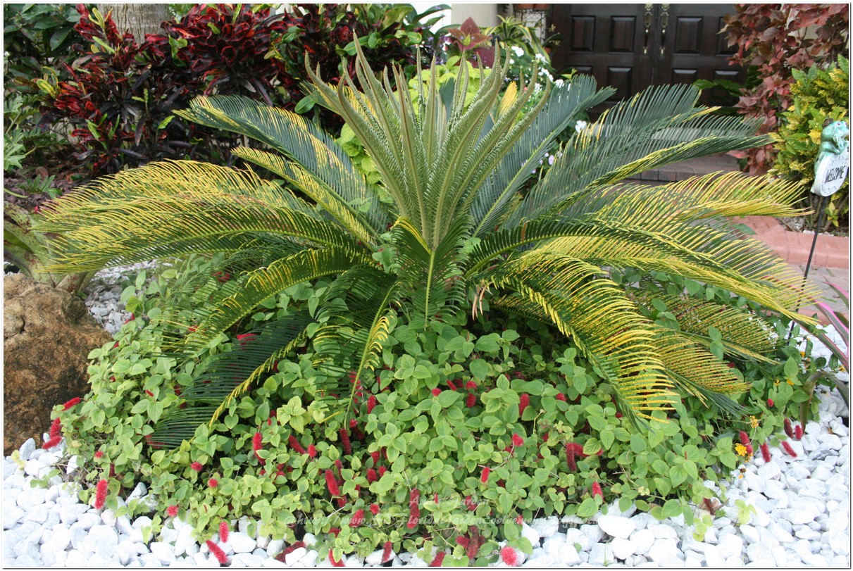 Southeast Florida Garden Evolvement: Sago Palm, Orchids and Unknown Plants