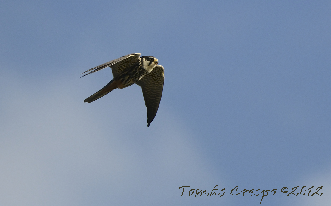 ! Andando por las ramas !: Alcotán europeo, Falco subbuteo, Eurasian ...
