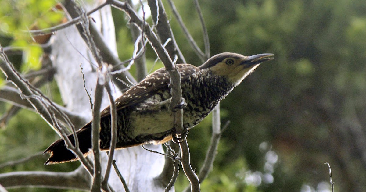 Aves en Chile: Carpintero pitío / Pitío común (Colaptes pitius)