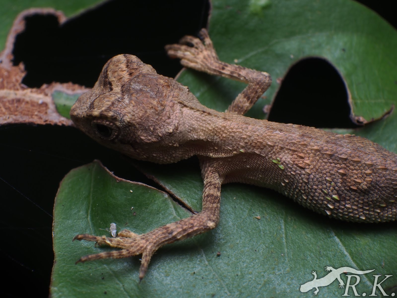 小さな隣人たちの世界: サキシマキノボリトカゲ Diploderma polygonatum ishigakiense (Van ...