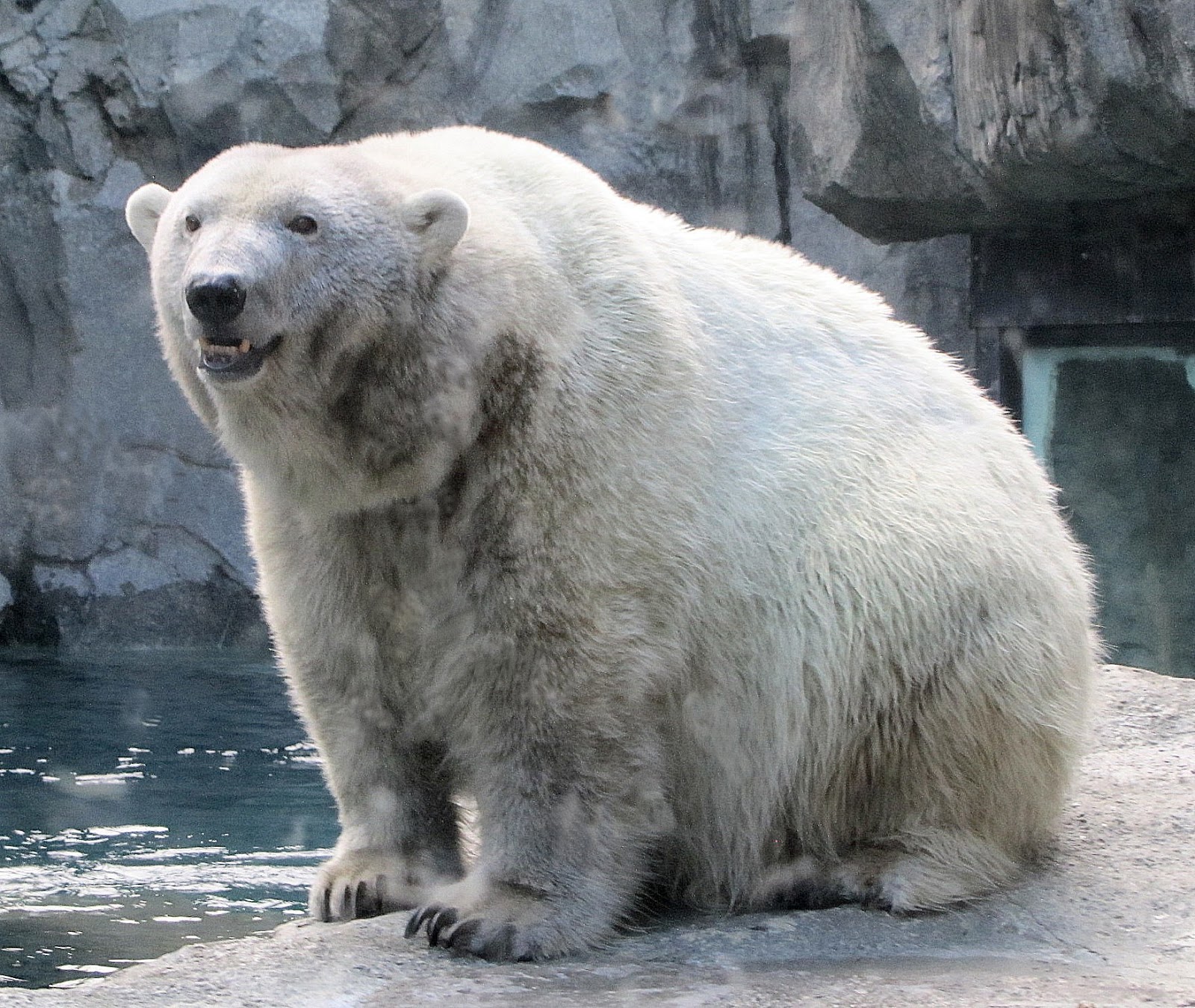 My Polar Bear Friends and Friends of Polar Bears: Adieu to Rizzo