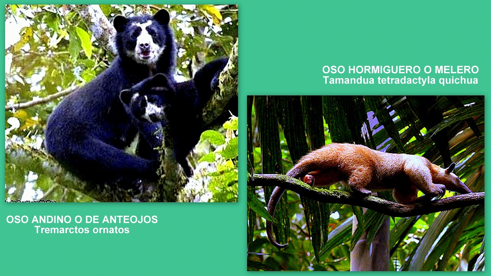 ANPP Animales y Plantas de Perú: Osos en Perú