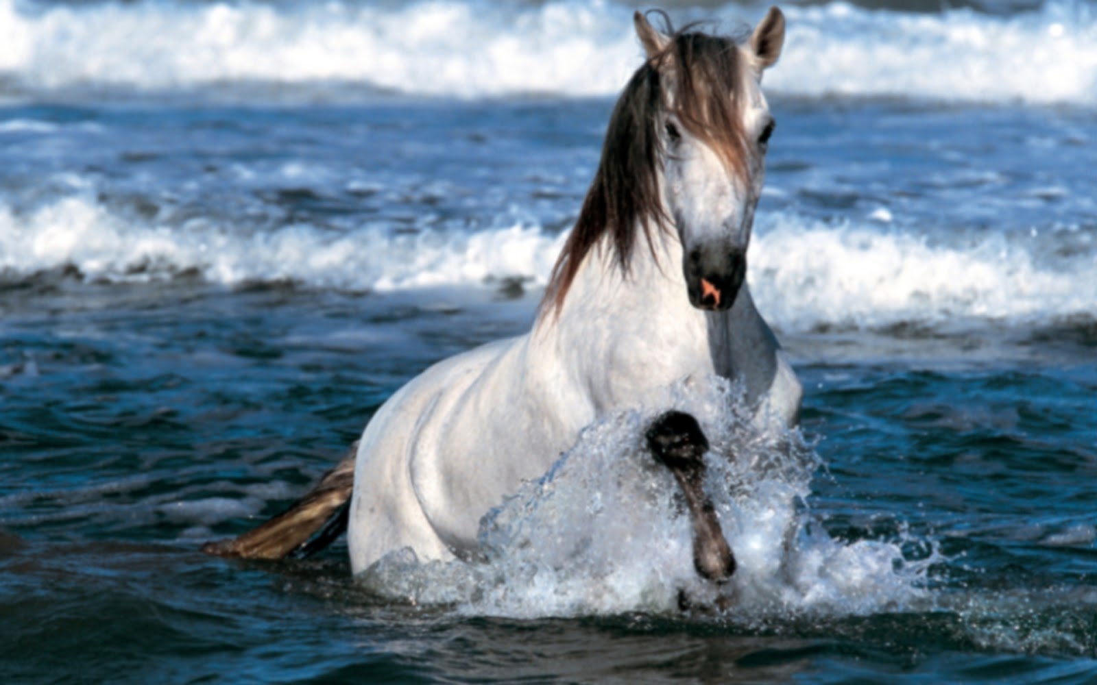 IMAGENES DE CABALLOS: IMAGEN CABALLO BLANCO TROTANDO DENTRO DEL MAR