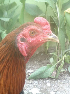 Jenis-Jenis Jengger Ayam Bangkok | KING ROOSTER FARM