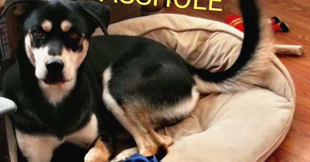 Rottsky = Rottweiler + Husky: Long Day, So Tired!!