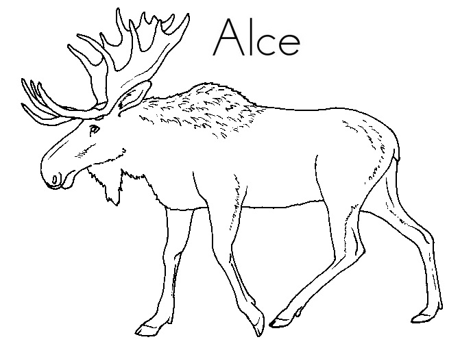 Blog de Geografia: Alce - Desenho para Imprimir e Colorir