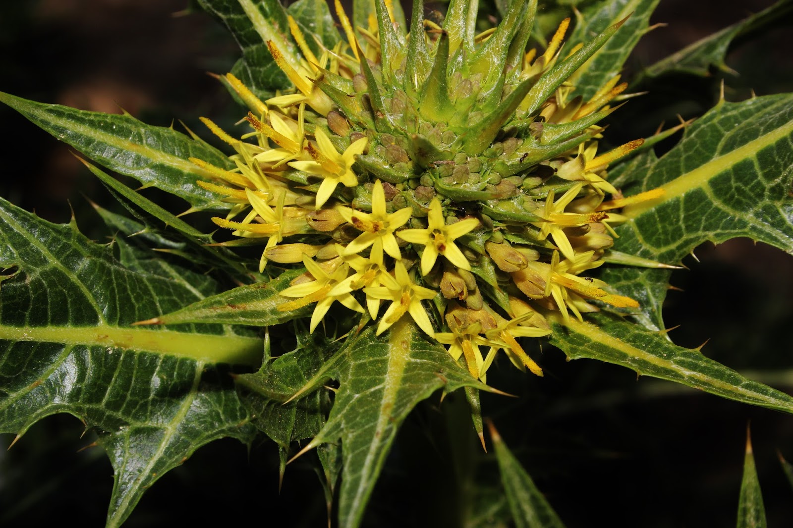 Biodiversity of Cyprus by NGO Protection of the Natural Heritage and ...