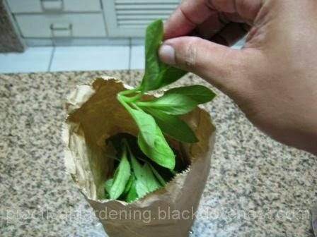Practical Gardening: Cleaning and Storing Gynura Procumbens (Sabungai)
