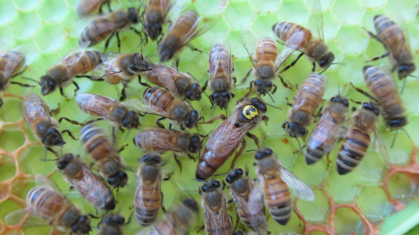 Coon Hollow Farm: Getting the bees ready for fall and the coming cold ...