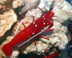 SEAOCEAN AQUARIUM: Udang -Udangan (Shrimp)