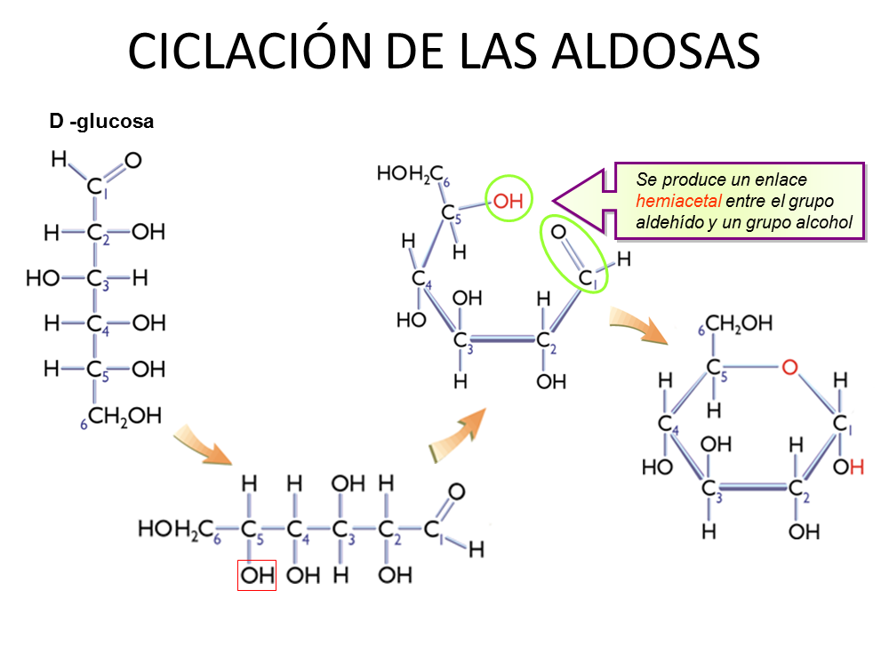 Pinta de color un día gris: Ciclación de las aldosas
