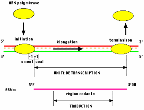 biologie moléculaire