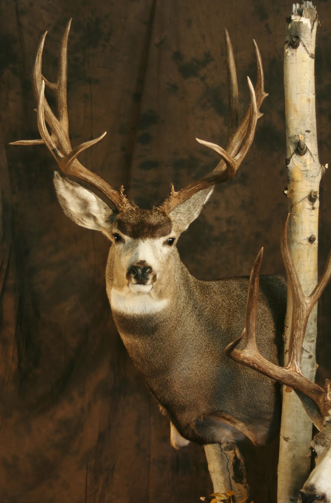 Taxidermy by Josh Hunt: Mule Deer