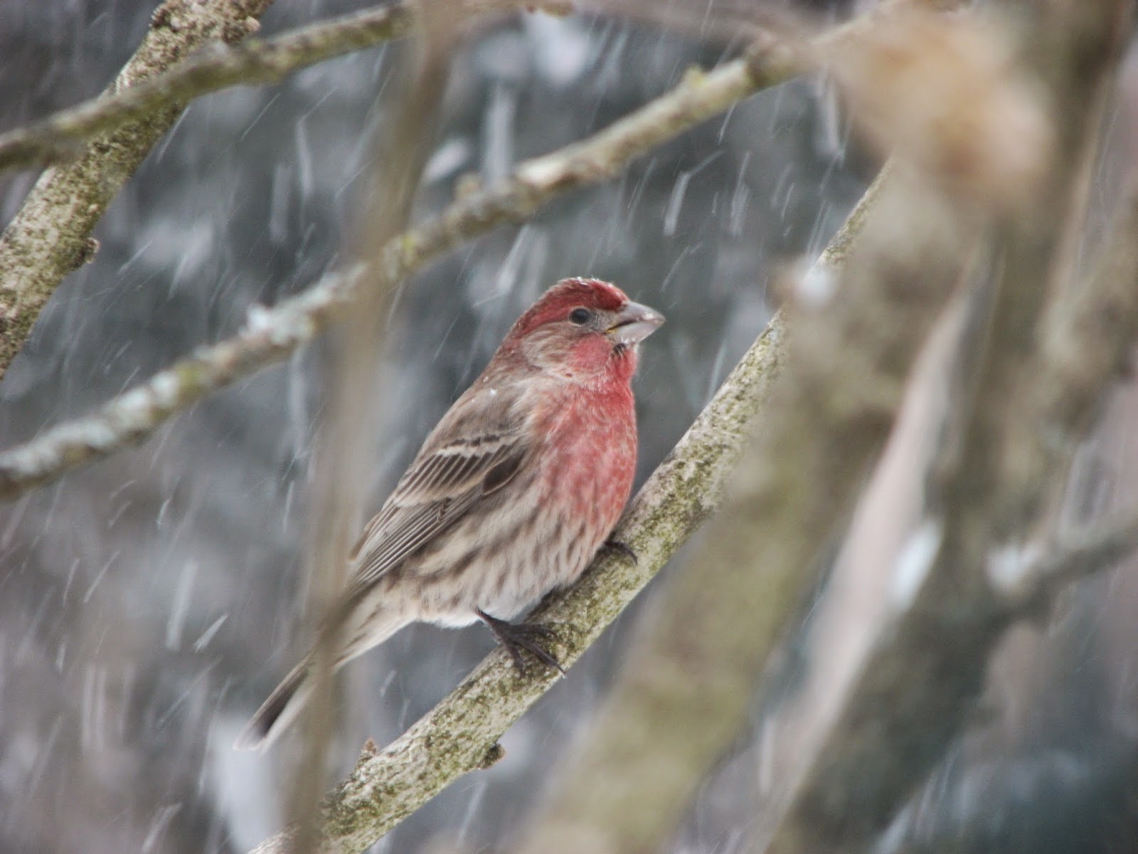 South Burlington birds: Snow Birds | Litter with a Story To Tell