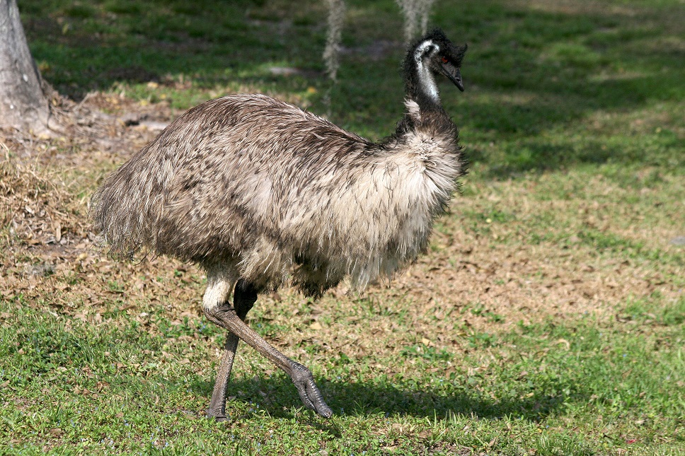 TVL: AVE DA SEMANA - Emu
