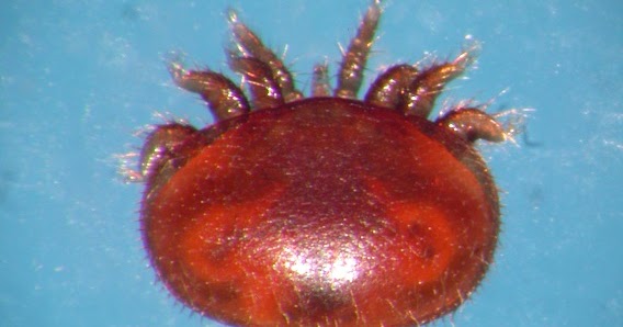 Un gran enemigo VARROASIS