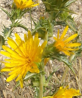 La Mar de VeRde: SCOLYMUS HISPANICUS O CARDILLO