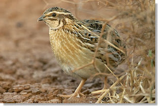 La codorniz - todoaves