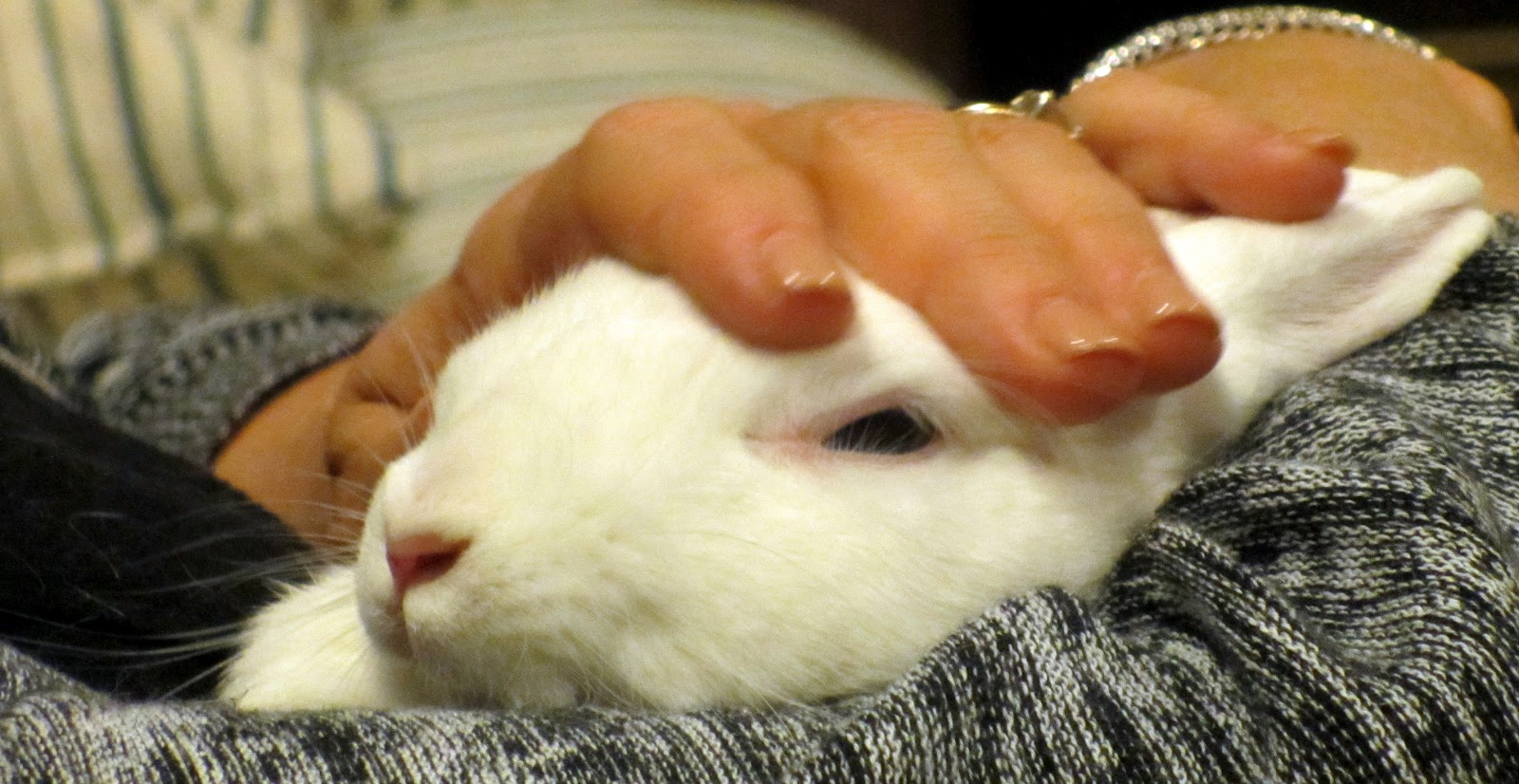 Rabbit Ramblings: Ethel Snuggle Bunny