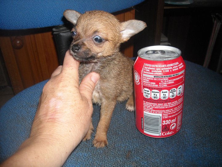 ANIMALES necesitados y sin hogar ... TE ESTAN ESPERANDO ... Elige el ...