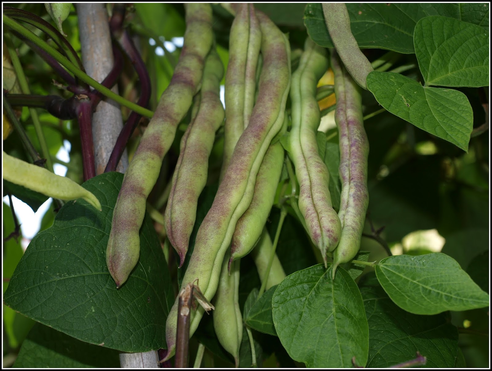 Mark's Veg Plot: Ticking over...