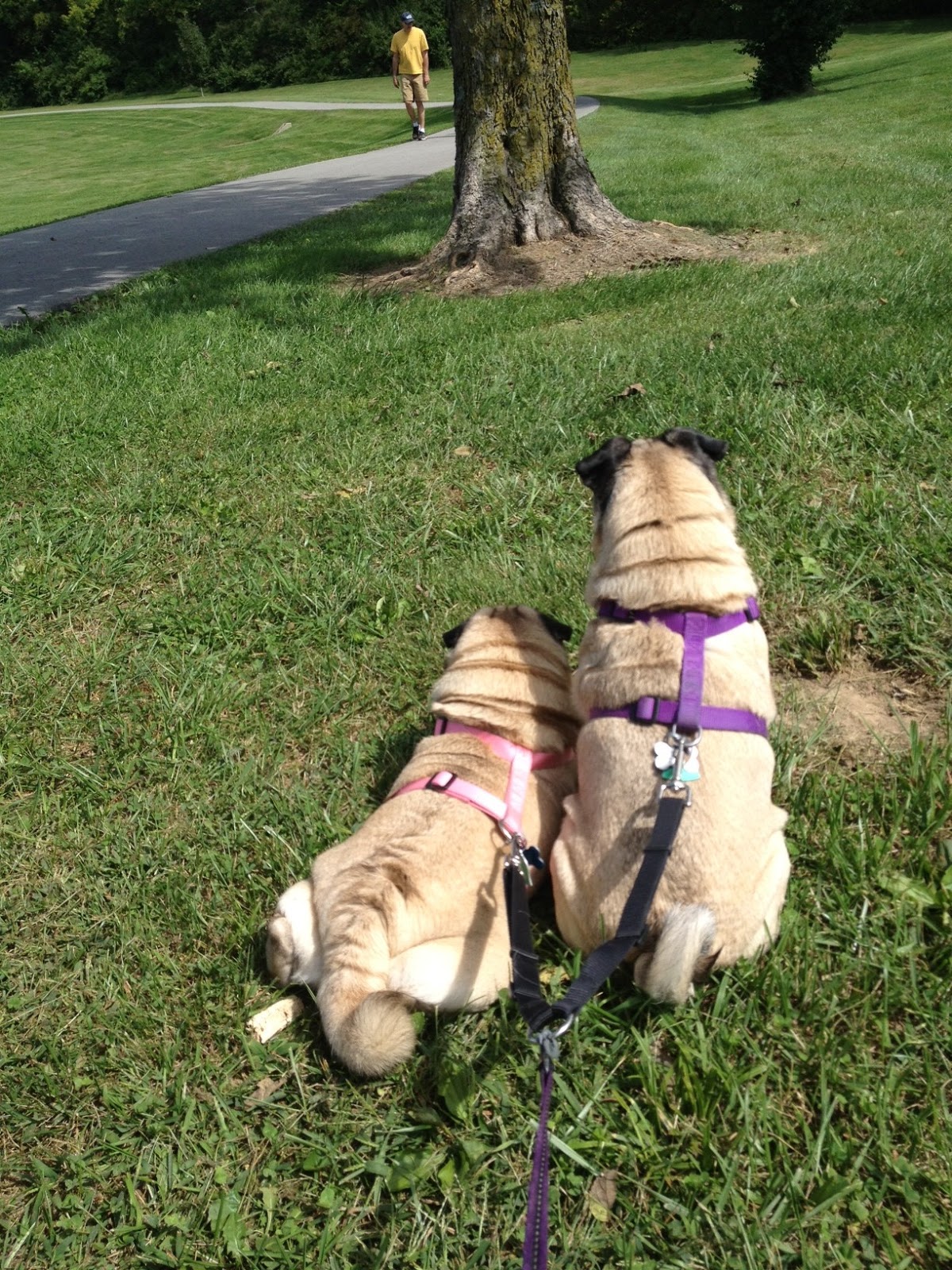 The Macy Dixie Line: Put On the Brakes