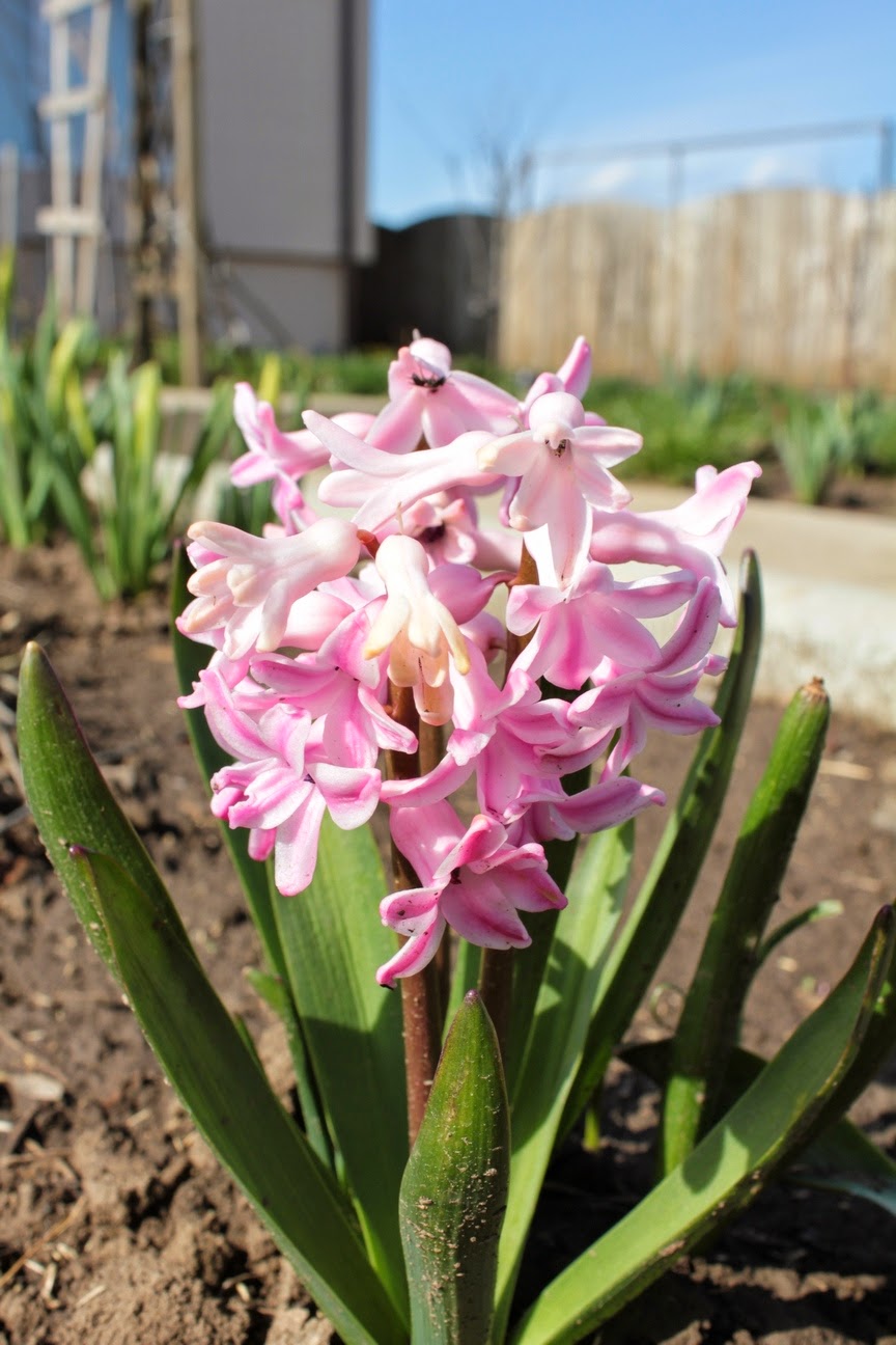 Blogu' lu' Coje: niste floricele