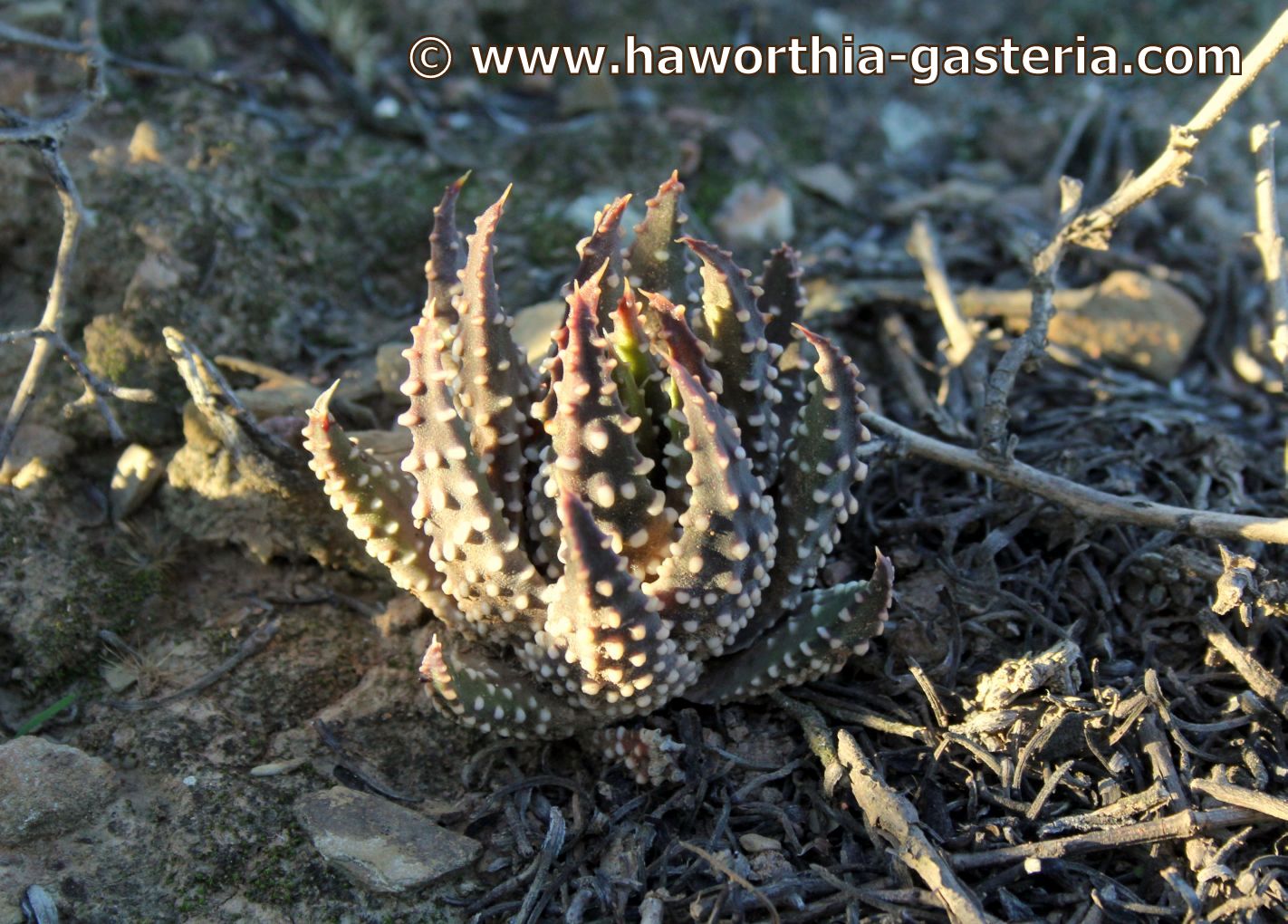 All you wanted to know about Haworthias, Gasterias and Astrolobas ...