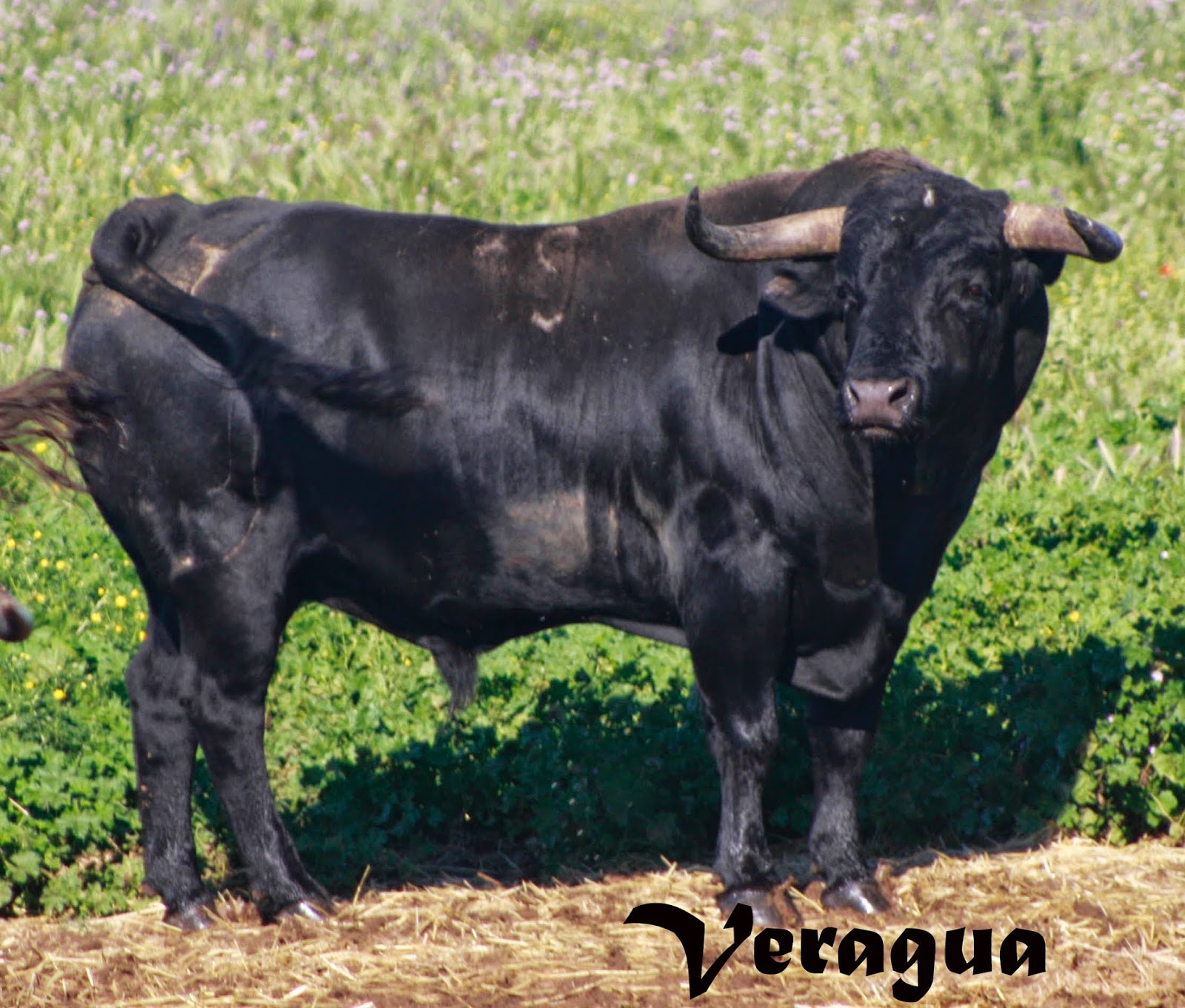 Encastes Bravos: Toros de Cuadri para la Feria de Julio de Valencia
