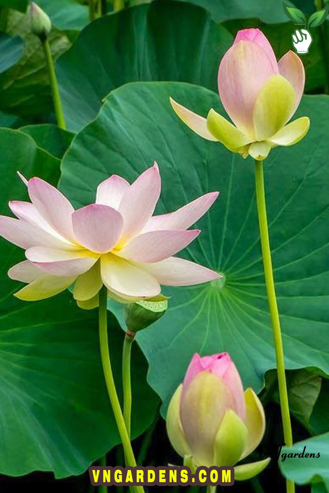 Mua cây hoa sen ở đâu - Bán hoa sen ở tphcm | MUA CÂY PHONG THỦY