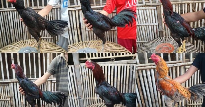 2 Cara Mudah Membeli Ayam Terbaik di Media Online dan Sesuai Pilihan ...