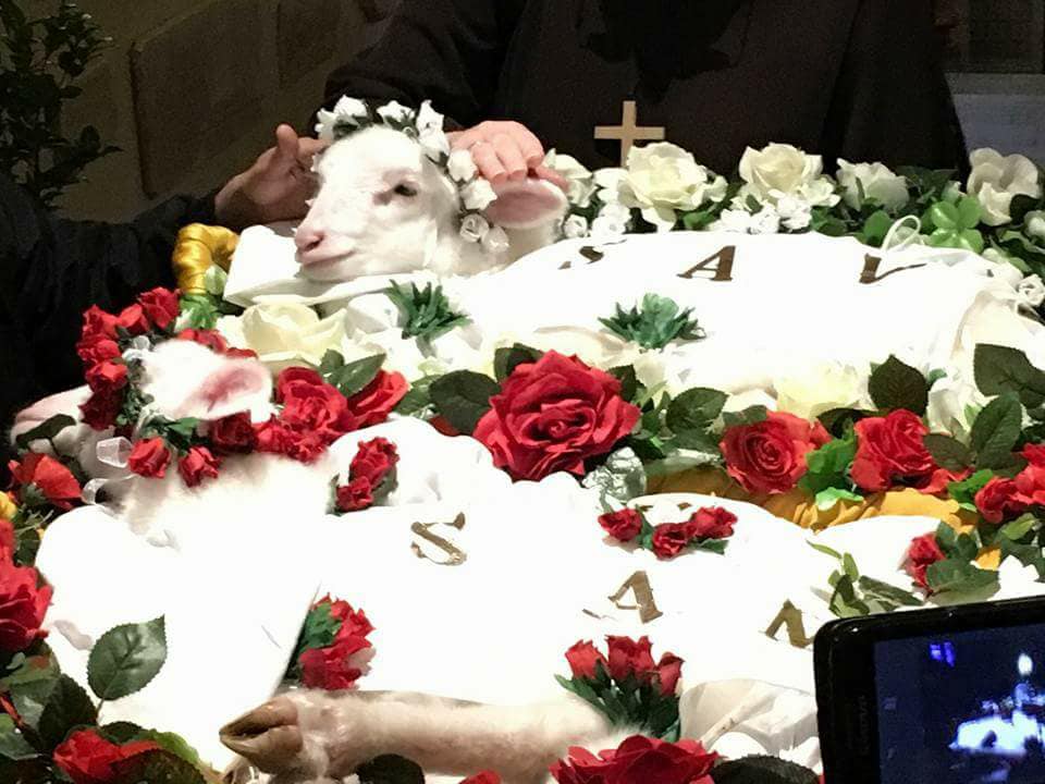 New Liturgical Movement: The Blessing of the Lambs on the Feast of St ...