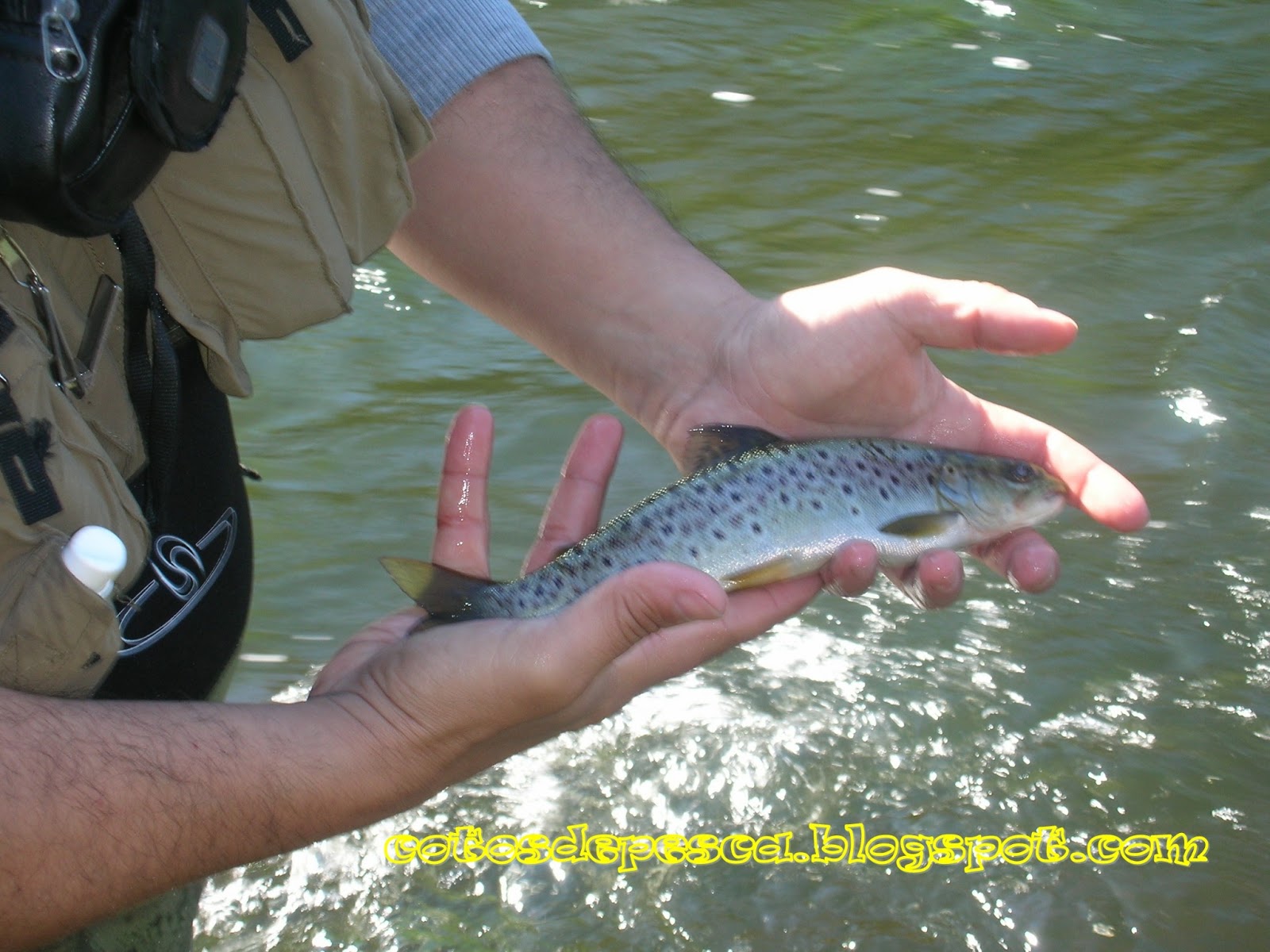PESCANDO TRUCHAS