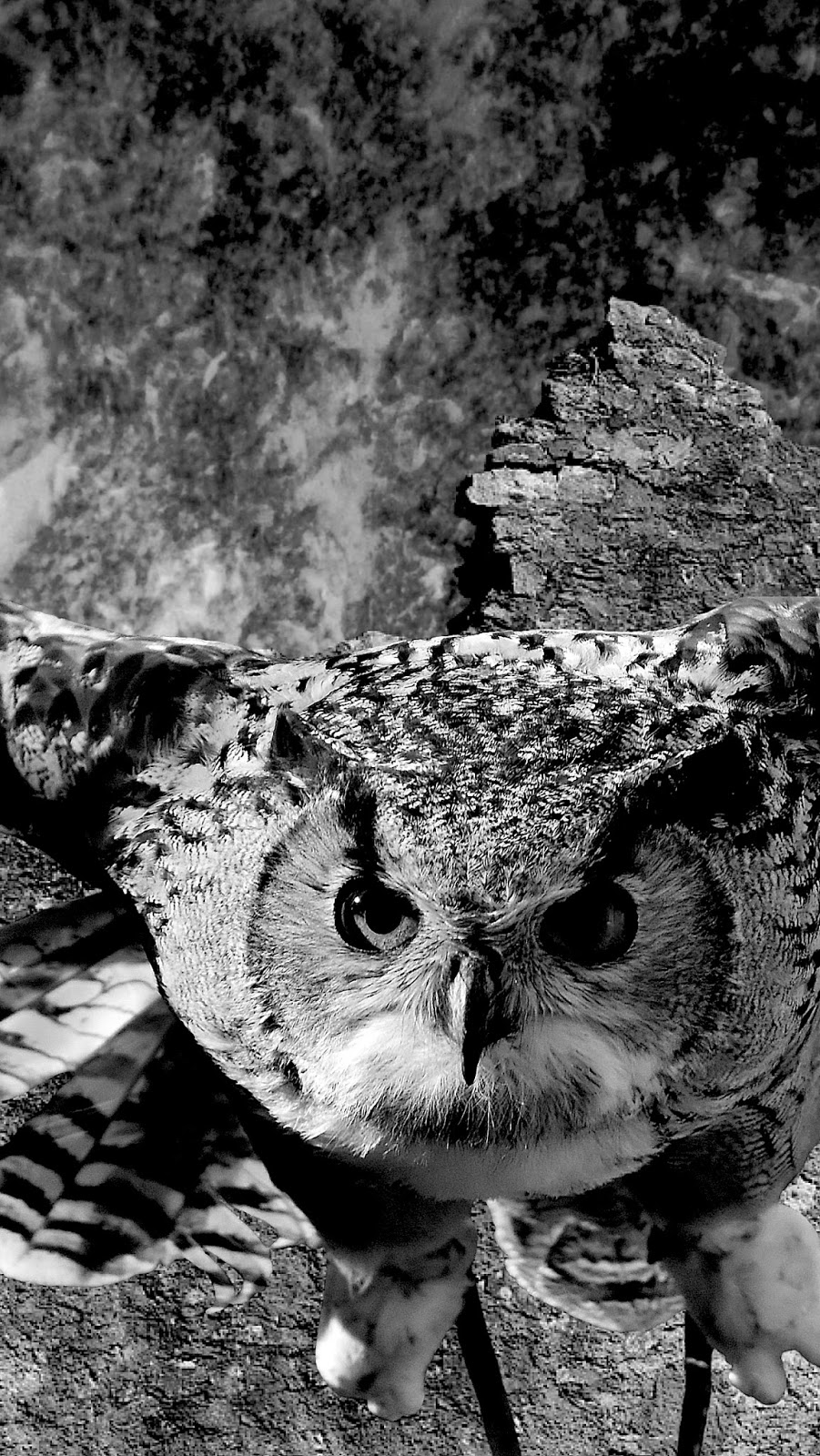 THE POETRY OF ALEX NESS: One who changed the flow