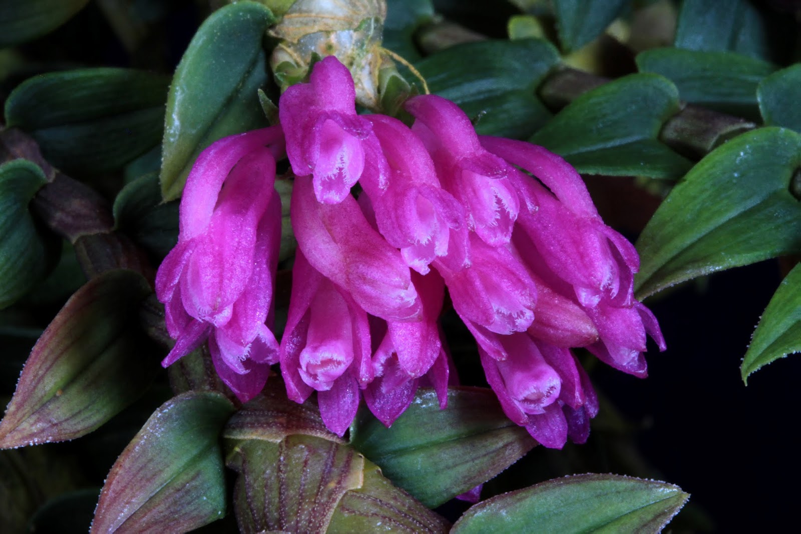 Orchids in Bloom: Dendrobium limpidum 'Ashley' CBR/AOS