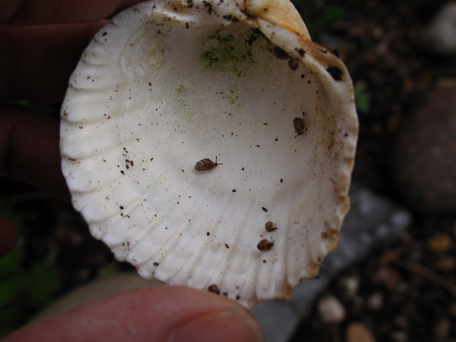 BugBlog: Tiny snails on cockle shells