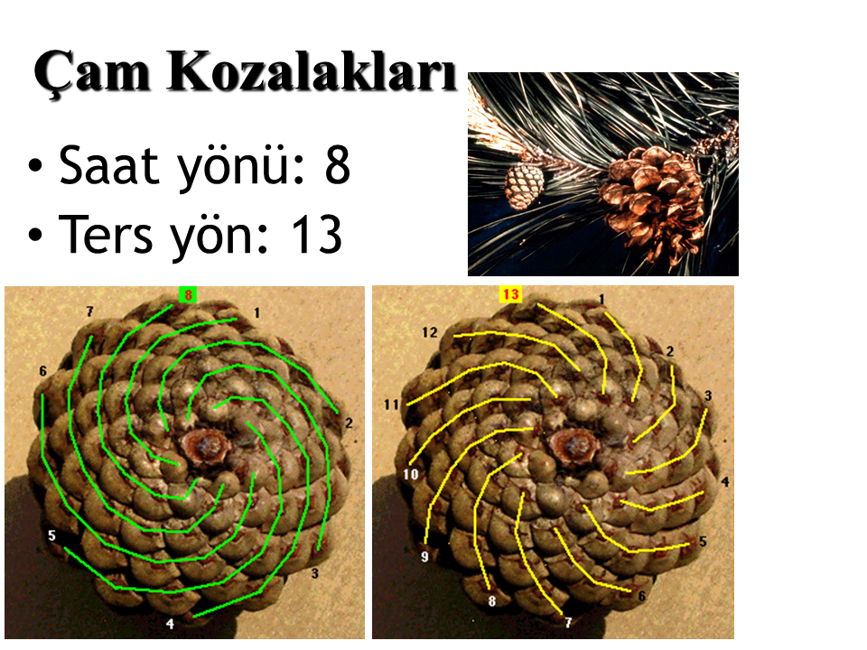 MATEMATİK ÖDEVLERİ: ALTIN ORAN