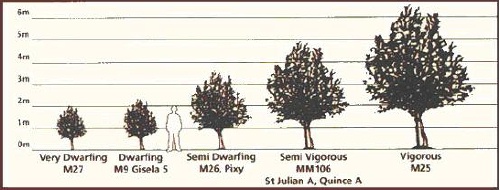 Temperate Climate Permaculture: Permaculture Plants: Apple Trees