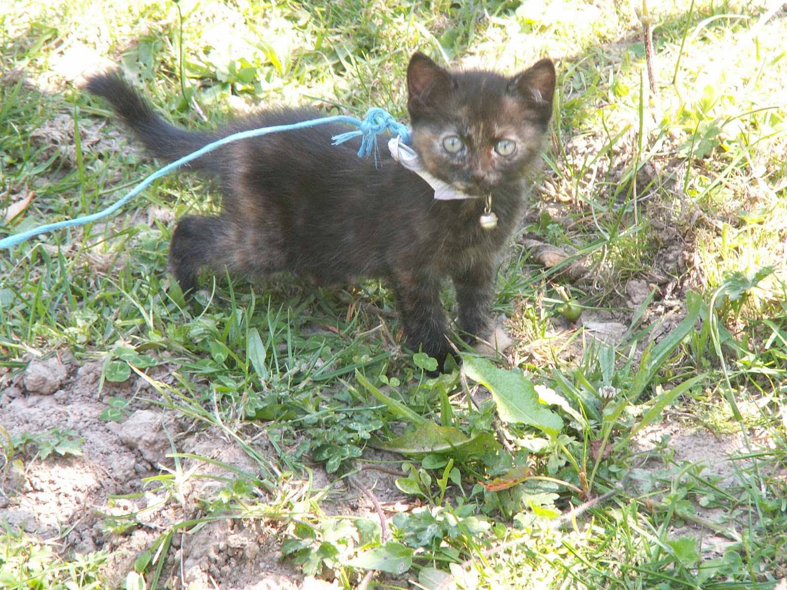 lea animaux de mon coeur: LOUNA dite 'chat-chat' petite chatte de la SPA