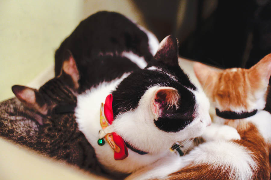 ink + adventure: Taipei // Stray Cats Cafe