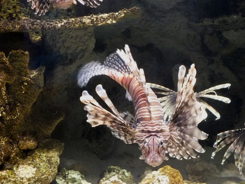 The Zoo Review: Species Fact Profile: Red Lionfish (Pterois volitans)