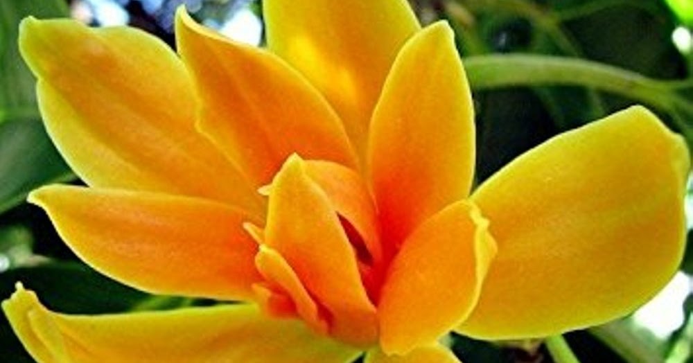 KEANEKARAGAMAN FLORA DAN FAUNA DI INDONESIA