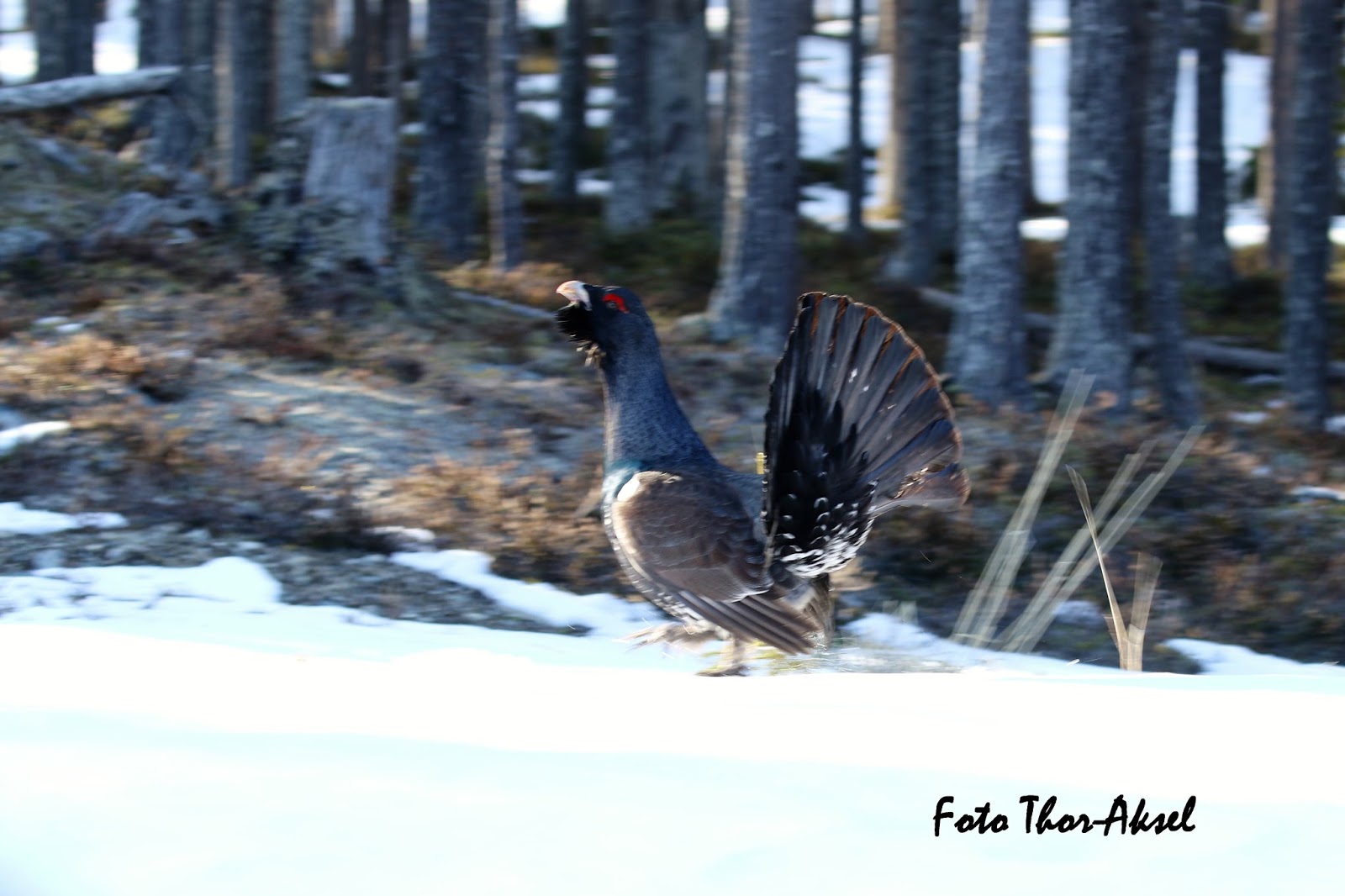 Thor-Aksel`s FOTO BLOGG: TIUR