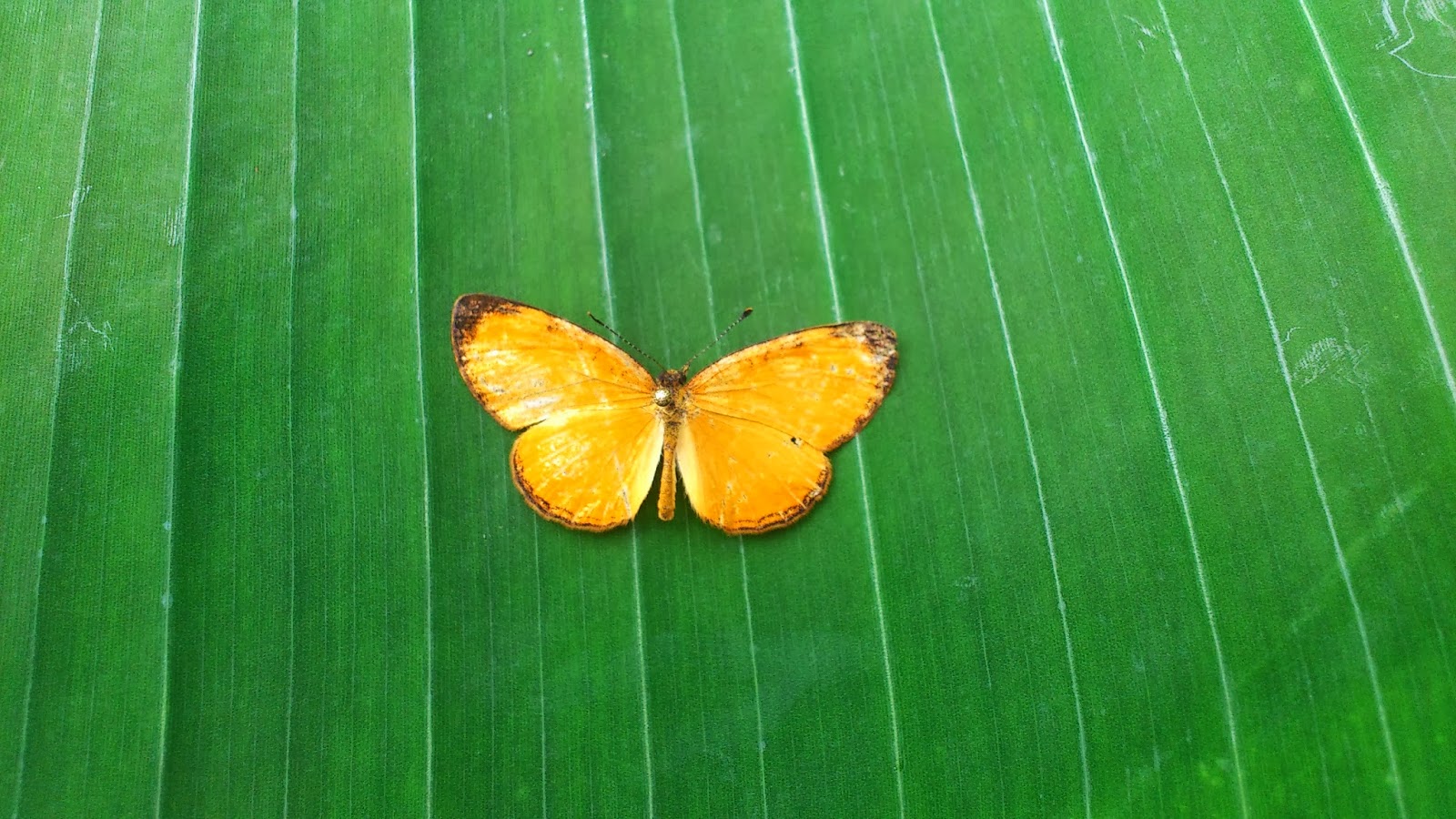 Diario de un naturalista aficionado: 12 de julio: Mariposas de guatemala
