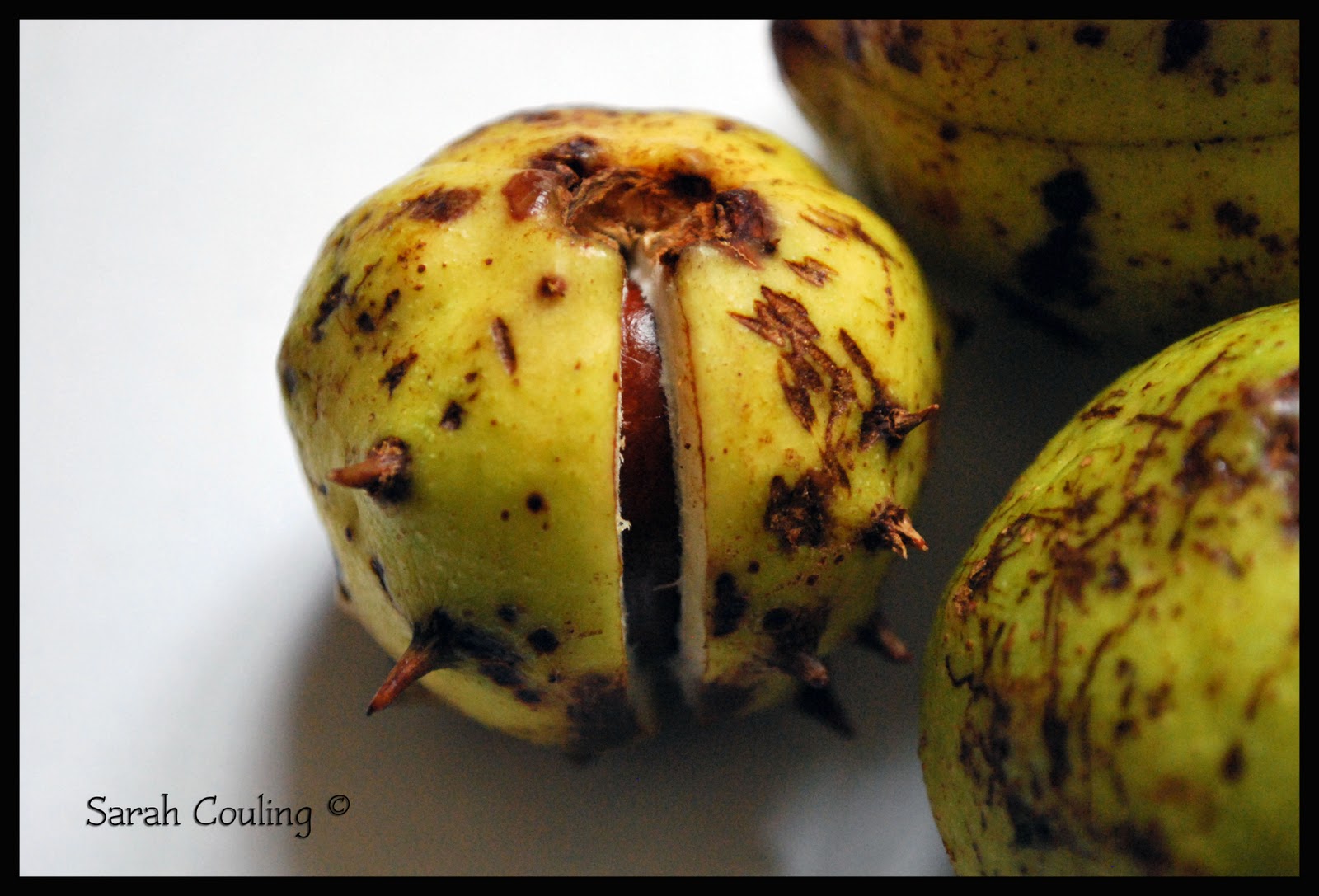 Going Conkers! Conker Decoration tutorial. - Sarah's Creative Outlet