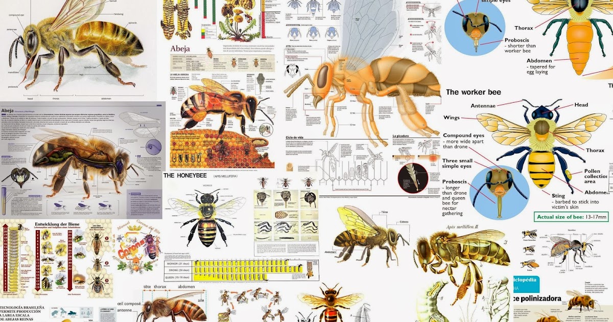 CORONA APICULTORES: APIS ANATOMÍA
