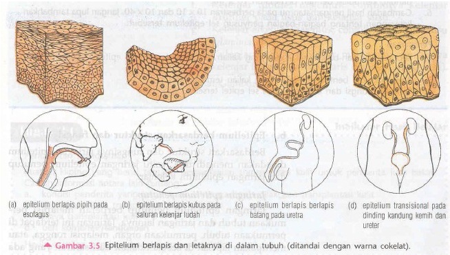 Pengertian dan Jenis Jaringan Epitelium