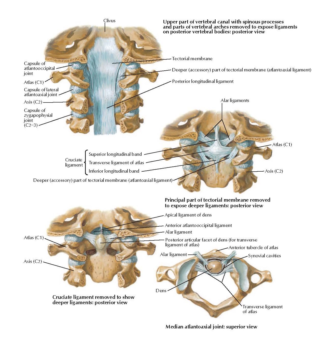 Internal Craniocervical Ligaments Anatomy - pediagenosis