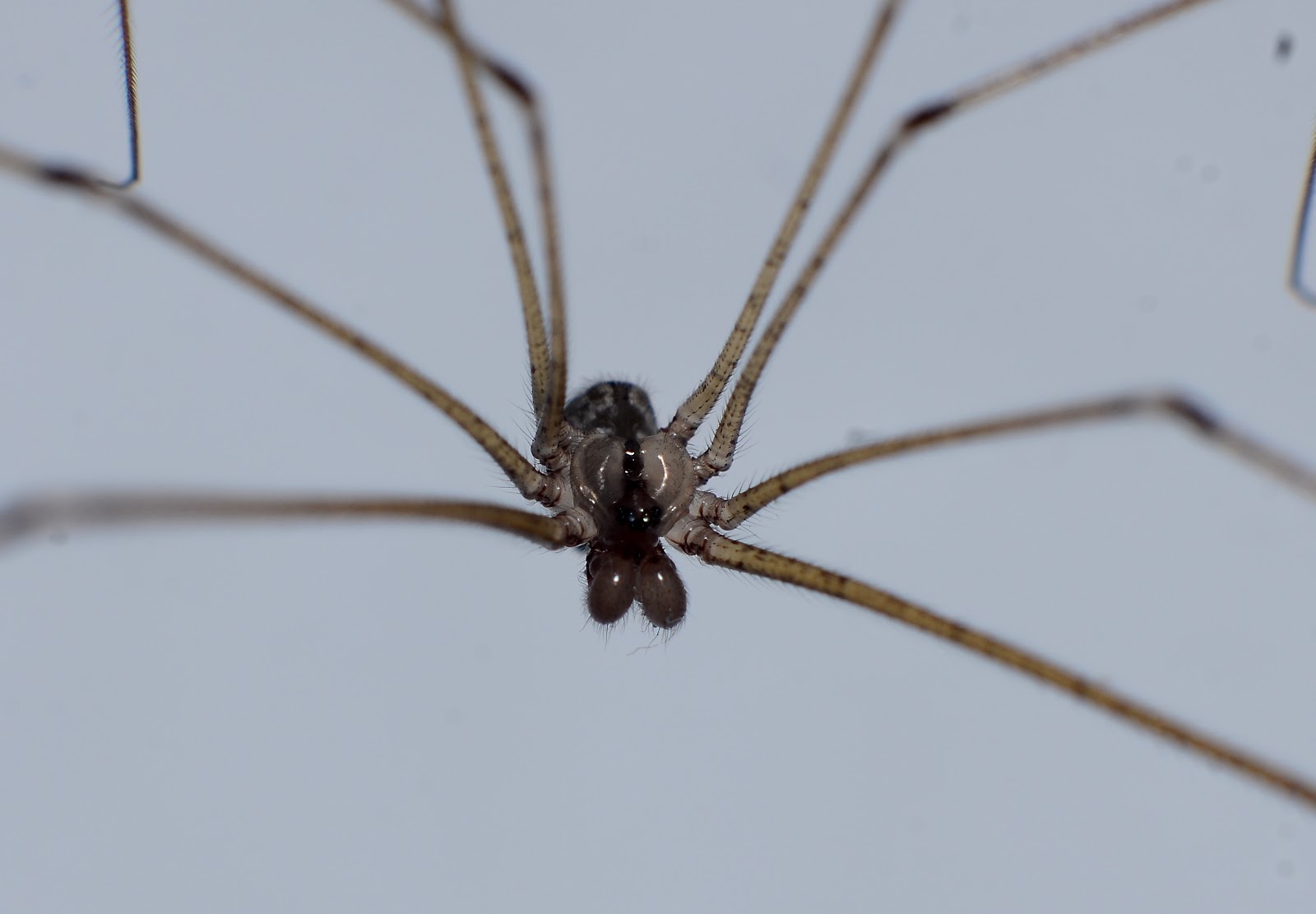 Babunlaut Sama: Macro Labah-labah dlm rumah